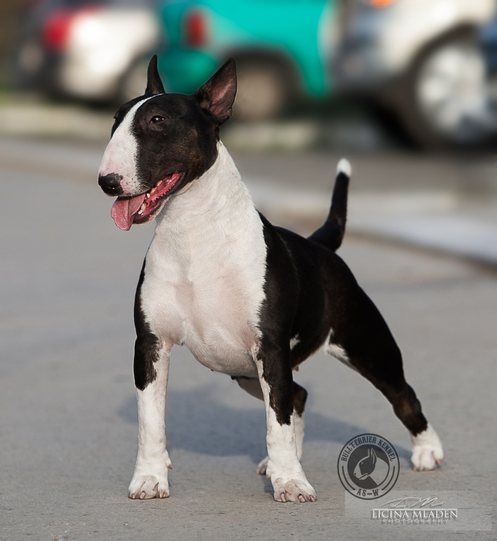 Orca’s Odyssey AS-W